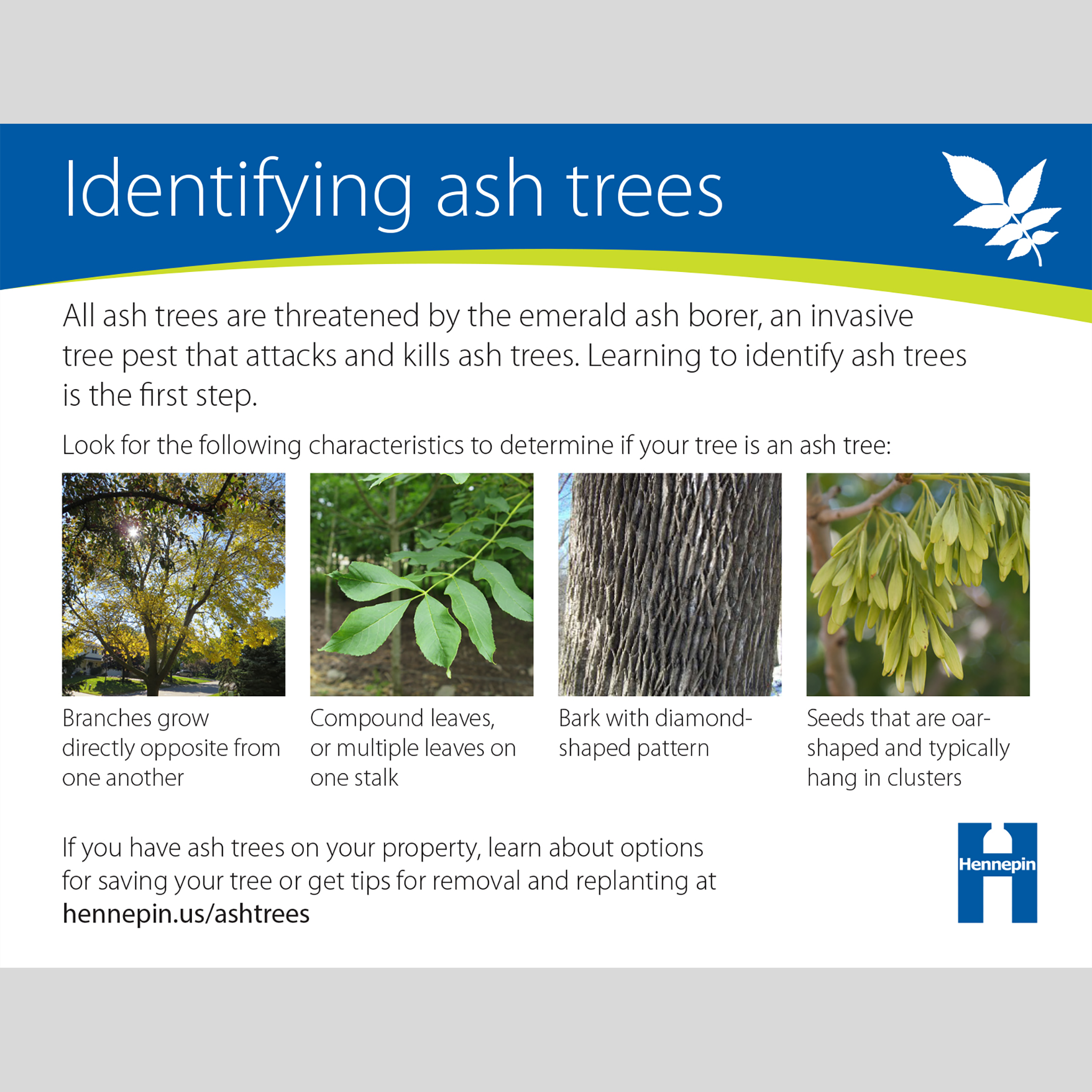 Identifying ash trees card – Environmental materials