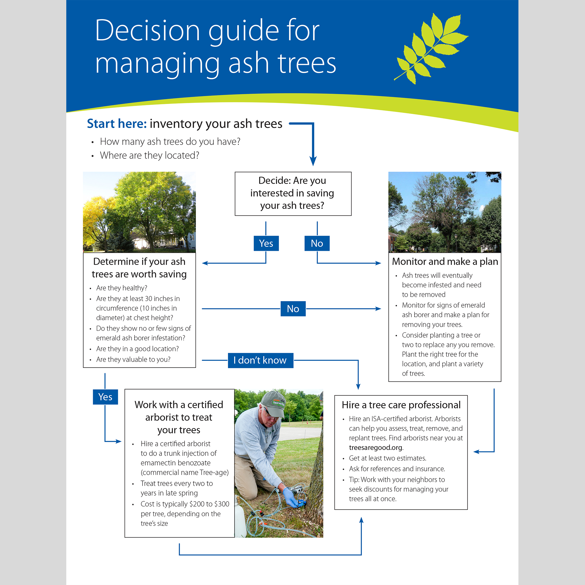 Decision guide for managing ash trees – Environmental materials