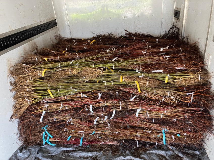 Hennepin County spring tree sale – Environmental materials