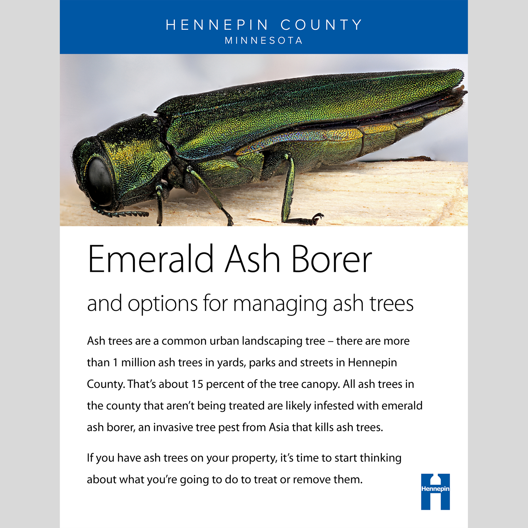 Emerald ash borer and options for managing ash trees booklet ...