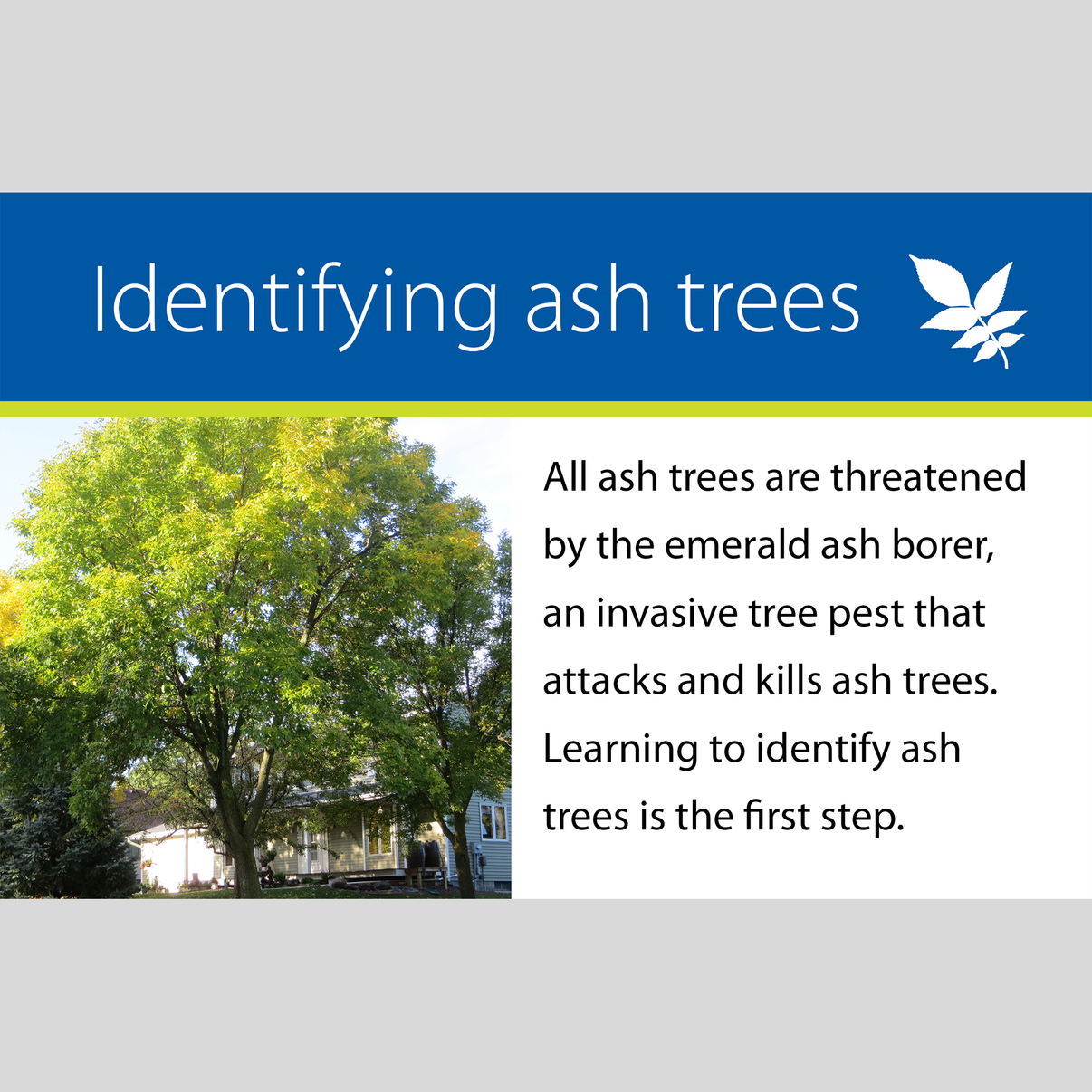 Identifying ash trees card – Environmental materials