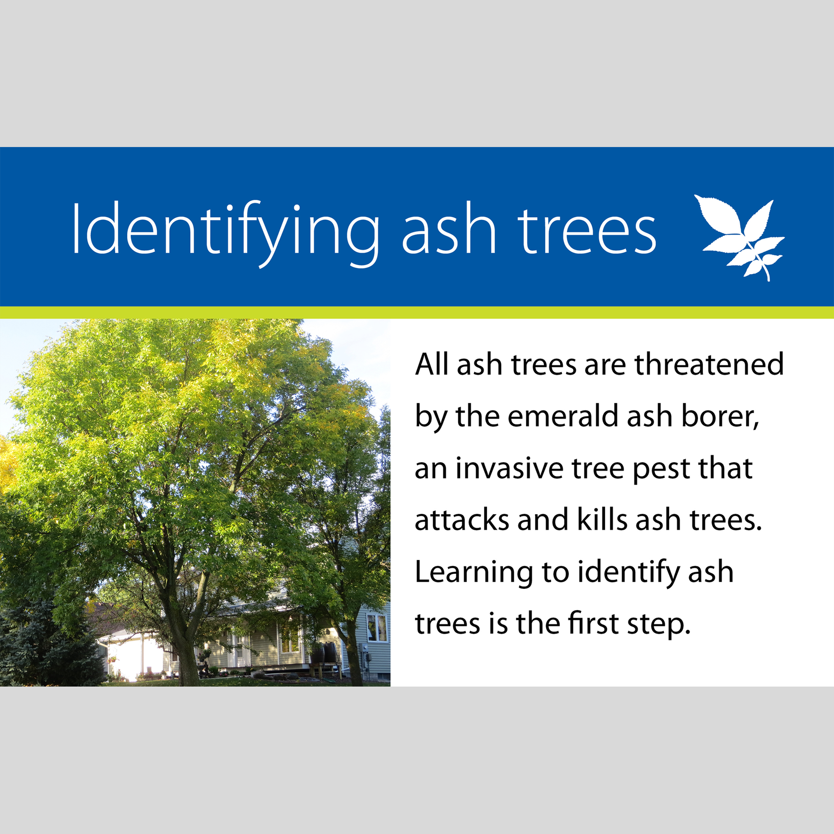 Identifying ash trees card – Environmental materials